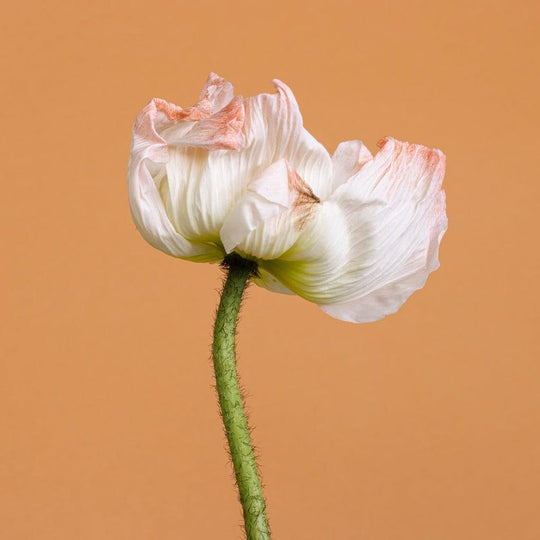 Poppy Colibri Rosa Chiaro Pastello Flower | X 50 Seeds – Veggie ...