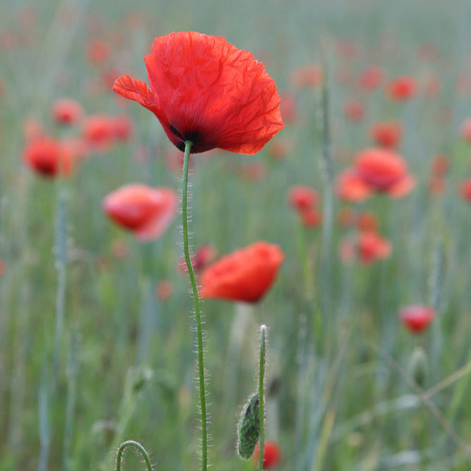 Poppy Flanders Red Flower | X 300-500 Seeds – Veggie & Flower Garden Seeds