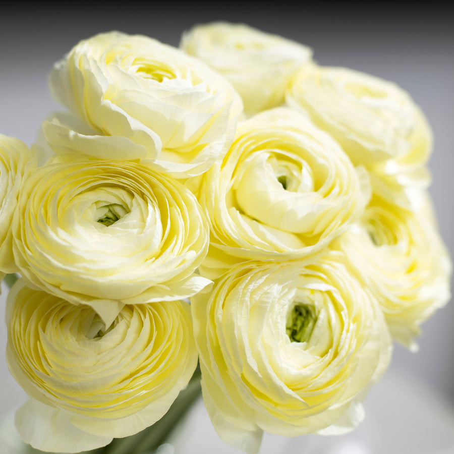 Ranunculus Elegance Cream Flower | X 20 Seeds – Veggie & Flower Garden ...