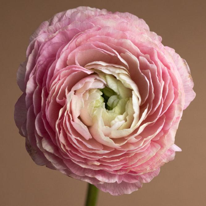 Flower Seeds – Page 6 – Veggie & Flower Garden Seeds