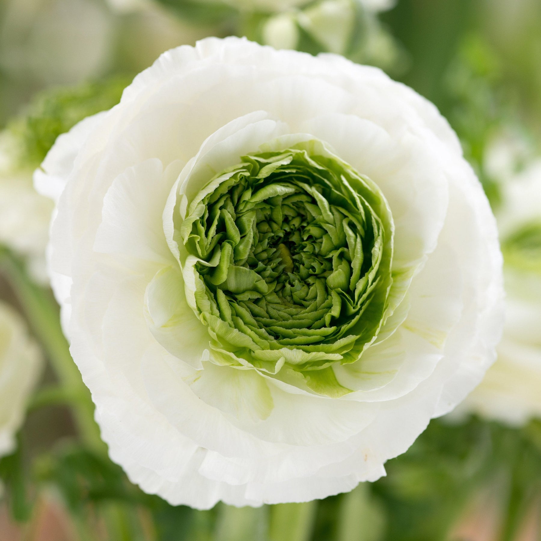 Ranunculus Elegance Bianco Festival Flower | X 20 Seeds – Veggie ...