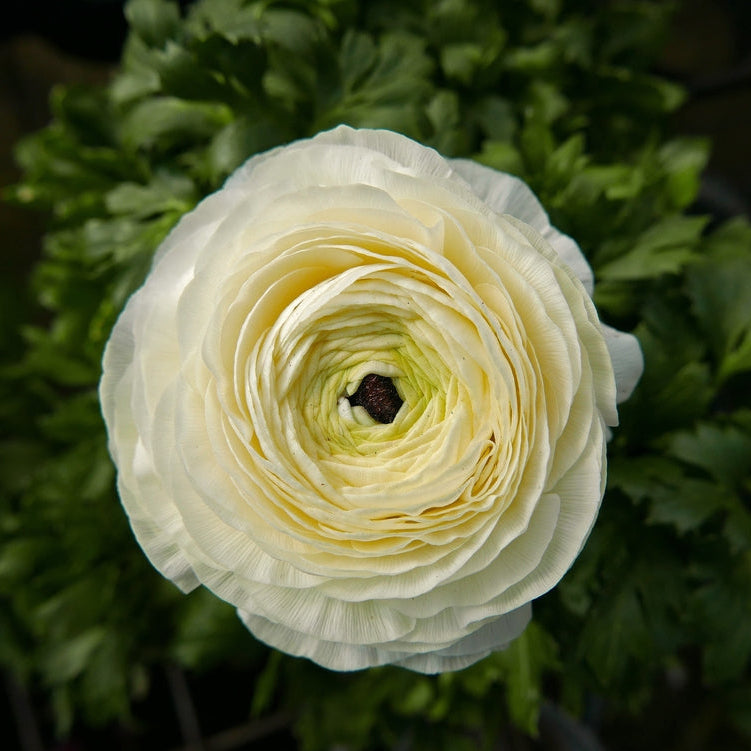 Ranunculus Elegance Cream Flower | X 20 Seeds – Veggie & Flower Garden ...