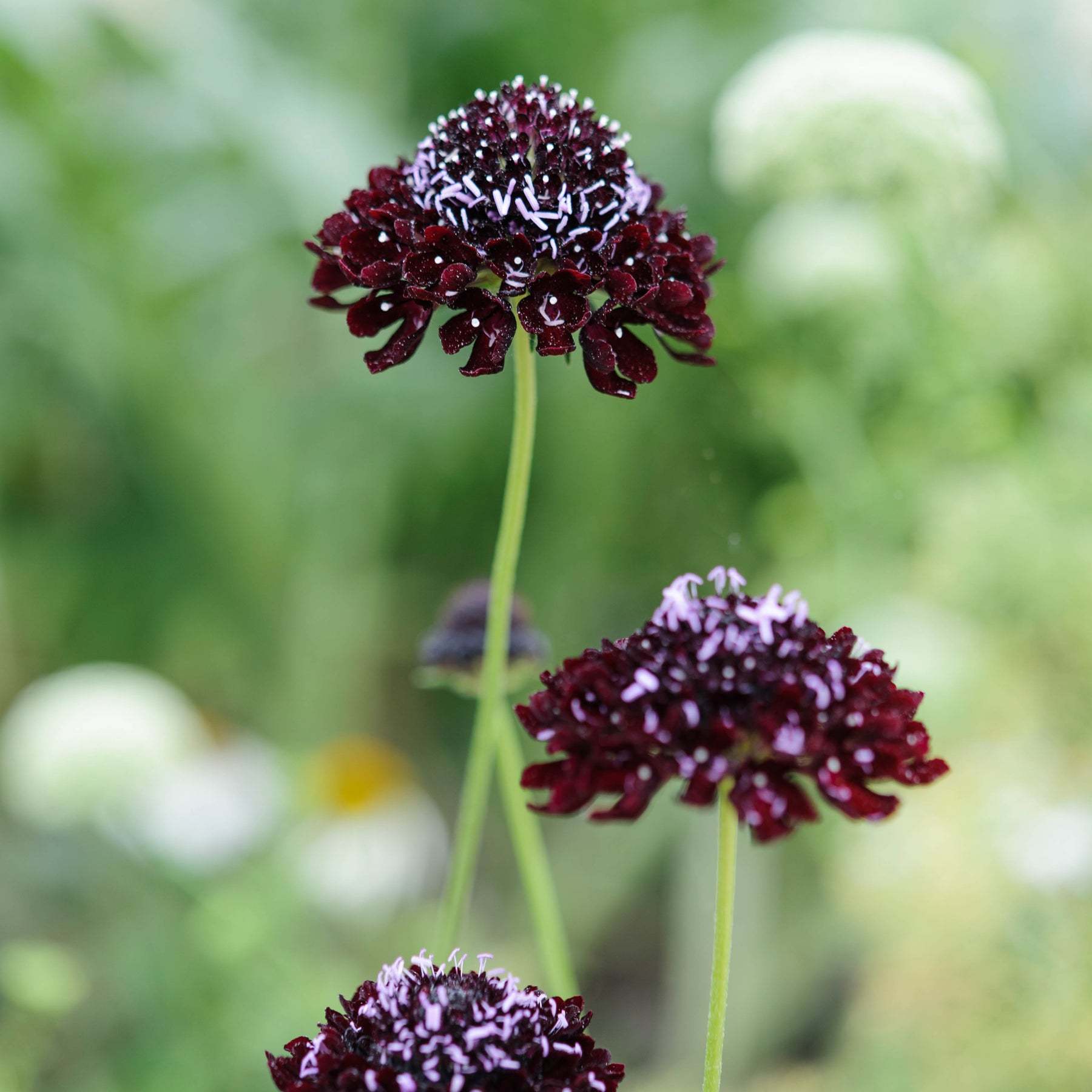 Scabiosa Black Knight Pincushion Flower | X 40 Seeds – Veggie & Flower ...