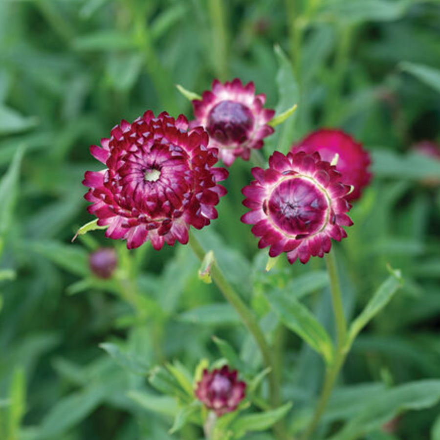 Strawflower Flower Seeds – Veggie & Flower Garden Seeds