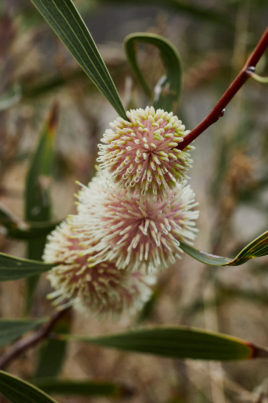 Sea Urchin Hakea petiolaris Australian Native | X 10 Seeds – Veggie ...