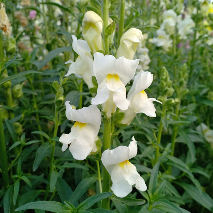 Flower Seeds – Veggie & Flower Garden Seeds