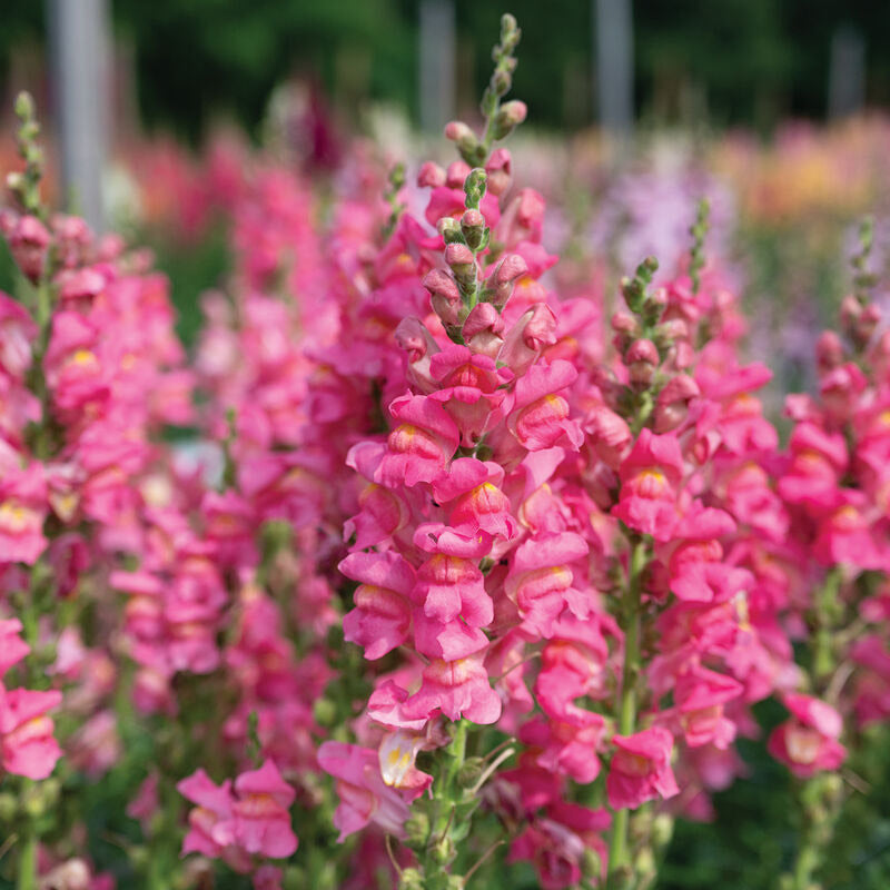 Snapdragon Cannes Rose Flower | X 50 Seeds – Veggie & Flower Garden Seeds