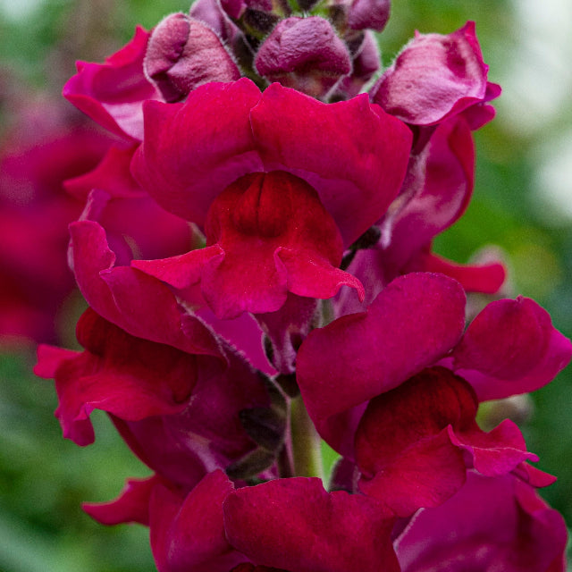New Flower Seeds 2026 – Page 5 – Veggie & Flower Garden Seeds