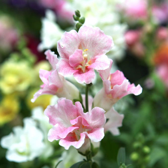 Snapdragon Doubleshot Appleblossom Flower | X 50 Seeds – Veggie ...