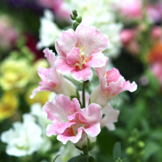 Snapdragon Doubleshot Appleblossom Flower | X 50 Seeds – Veggie ...