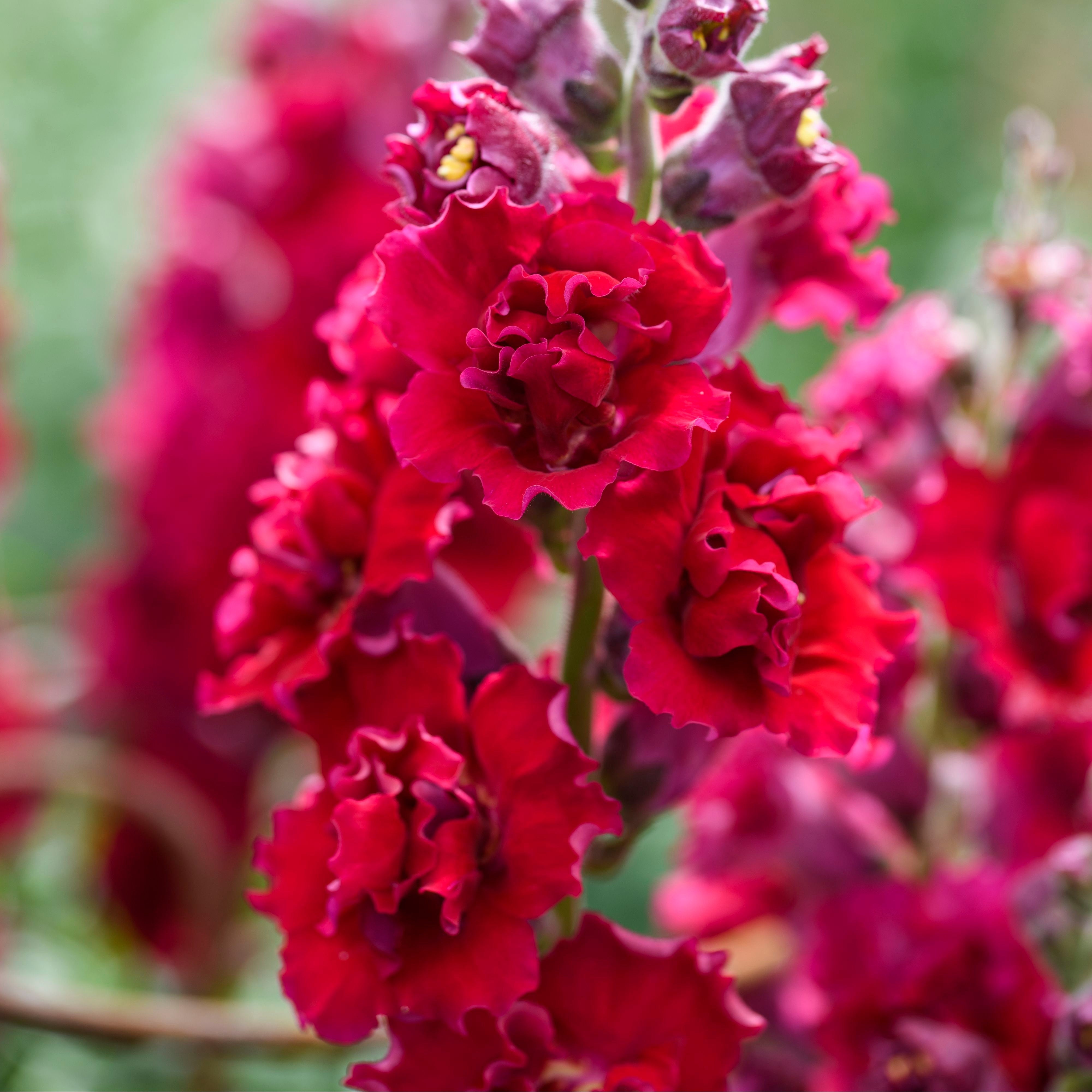 Snapdragon Madame Butterfly Red Flower | X 50 Seeds – Veggie & Flower ...