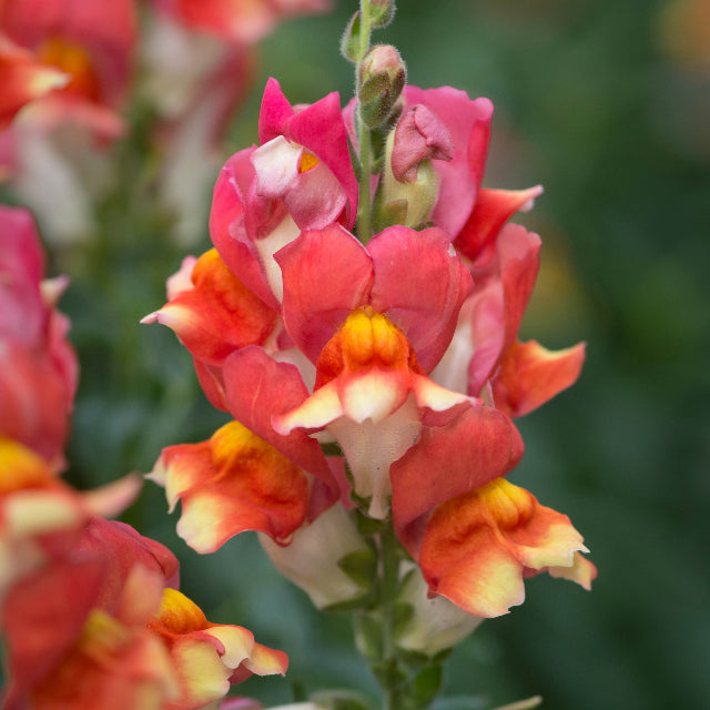 Snapdragon Flower Seeds – Veggie & Flower Garden Seeds