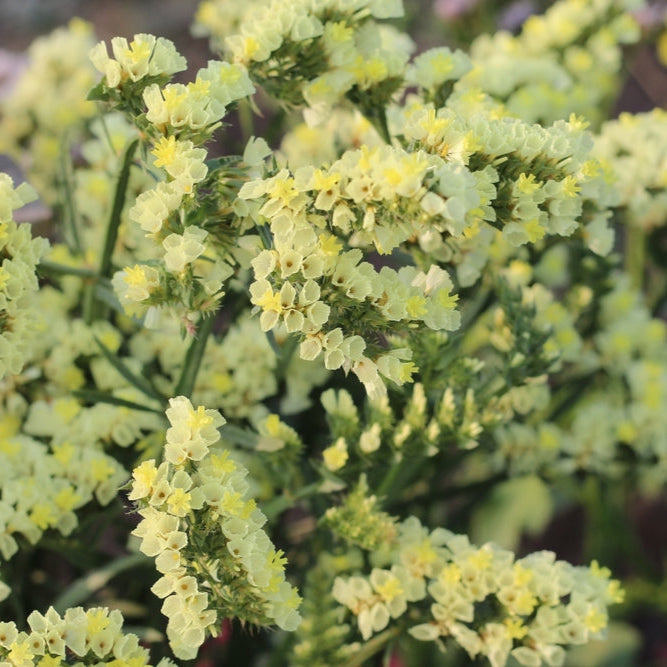 Statice Forever Moonlight Flower | X 50 Seeds – Veggie & Flower Garden ...