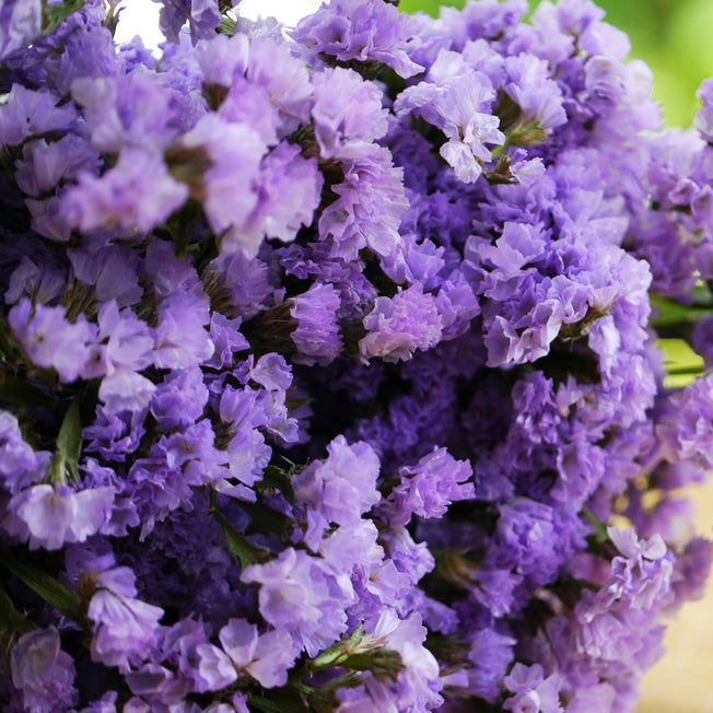 Statice QIS Lavender Flower | X 50 Seeds – Veggie & Flower Garden Seeds