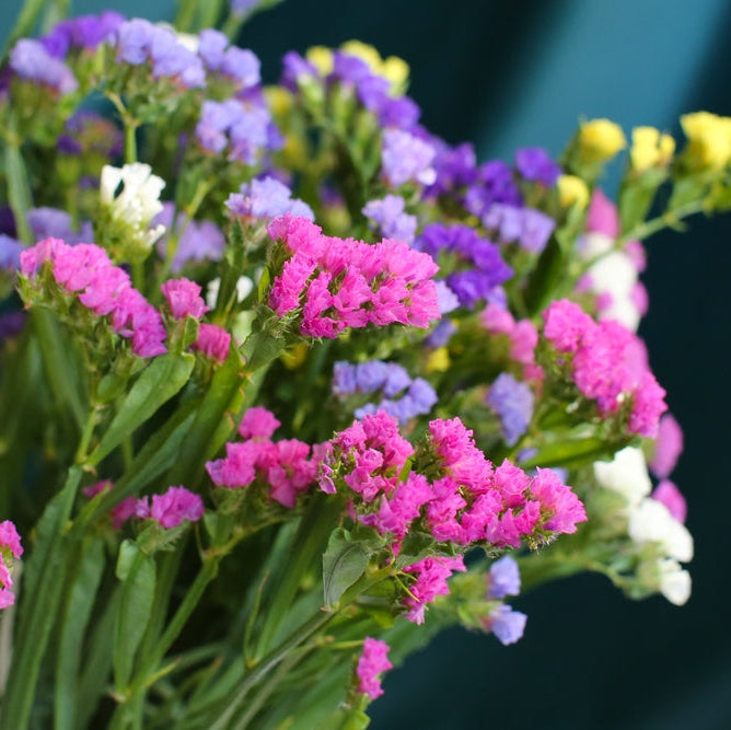 Statice Pacific Mix Flower | X 50 Seeds – Veggie & Flower Garden Seeds