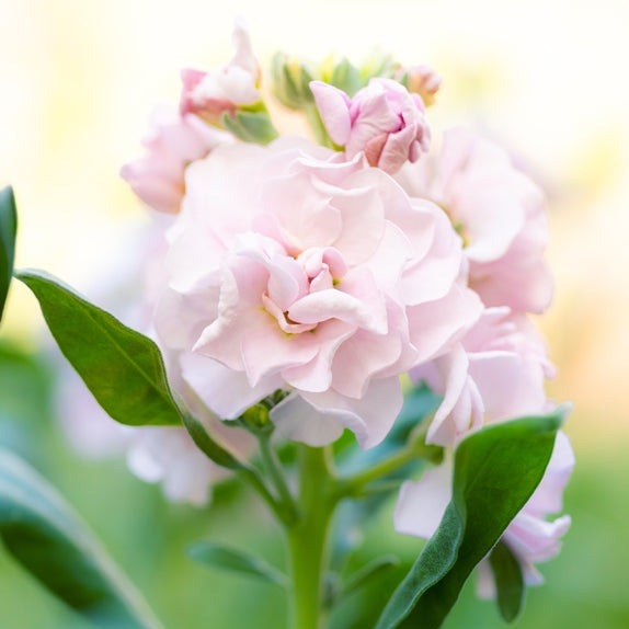 Stock Giant Column Appleblossom Flower | X 50 Seeds – Veggie & Flower ...