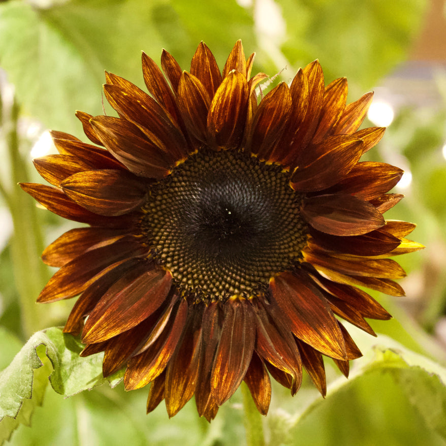 Sunflower Garnet Flower | X 15 Seeds – Veggie & Flower Garden Seeds