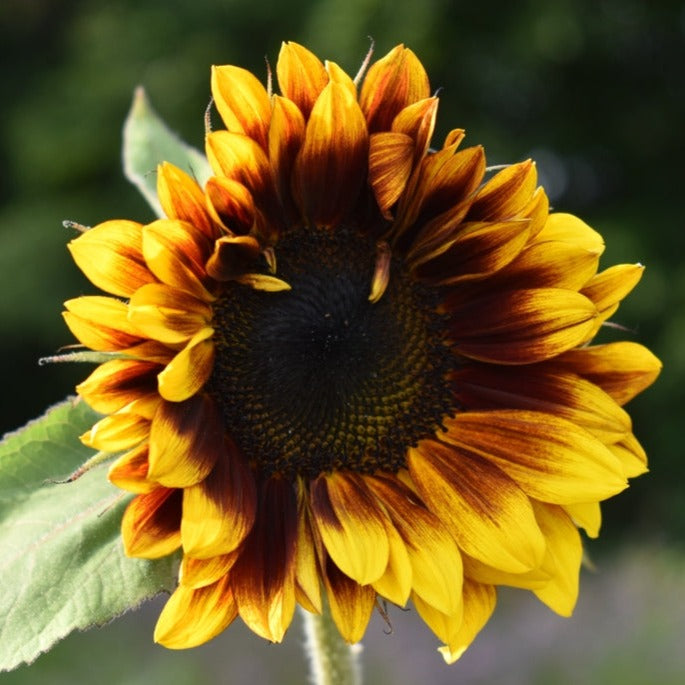 Sunflower Ruby Passion Flower | X 15 Seeds – Veggie & Flower Garden Seeds