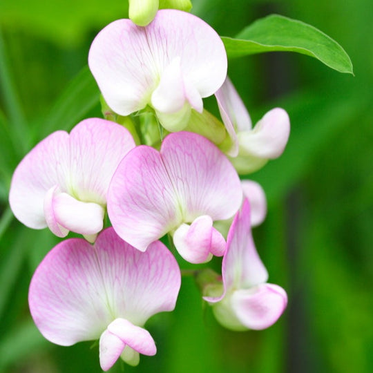Sweet Pea Flower Seeds – Veggie & Flower Garden Seeds