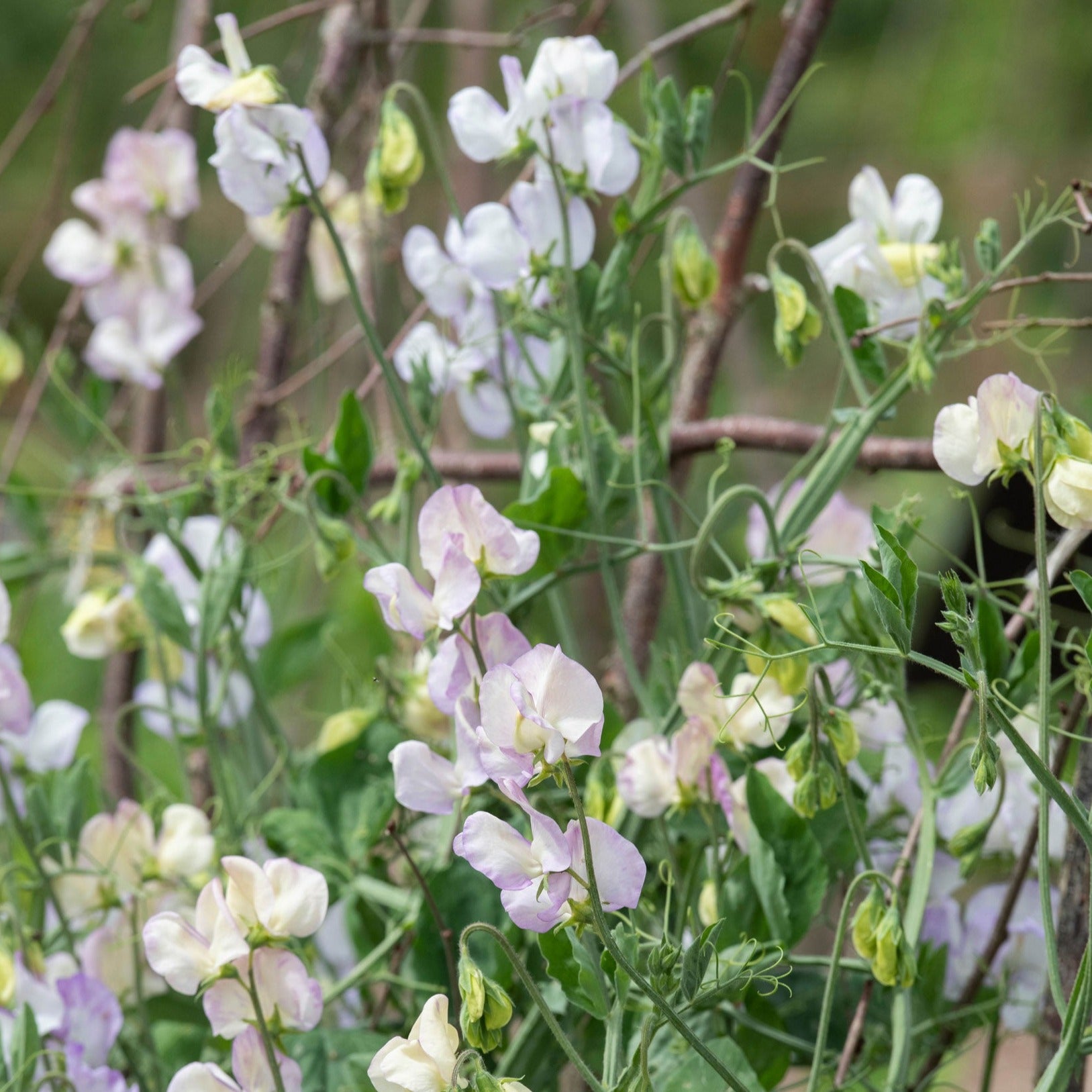 Sweet Pea Old Times Flower | X 15 Seeds – Veggie & Flower Garden Seeds