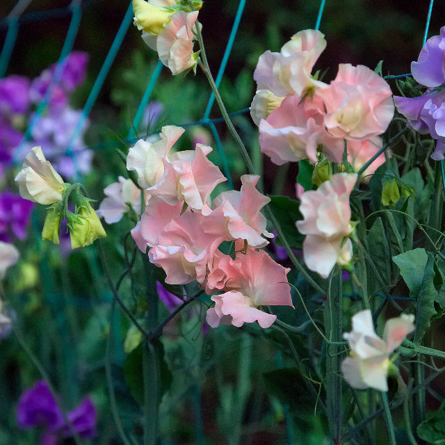 Sweet Pea Elegance Salmon Cream Flower | X 15 Seeds – Veggie & Flower ...