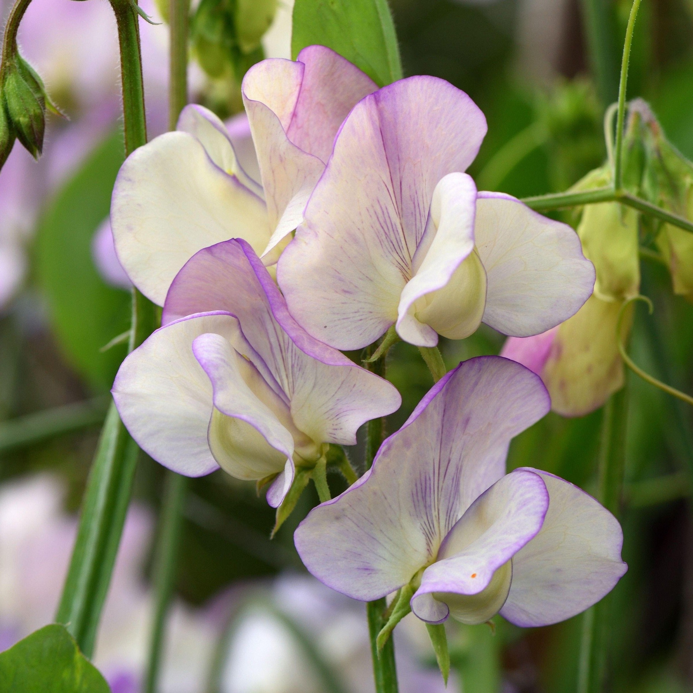 Sweet Pea Old Times Flower | X 15 Seeds – Veggie & Flower Garden Seeds