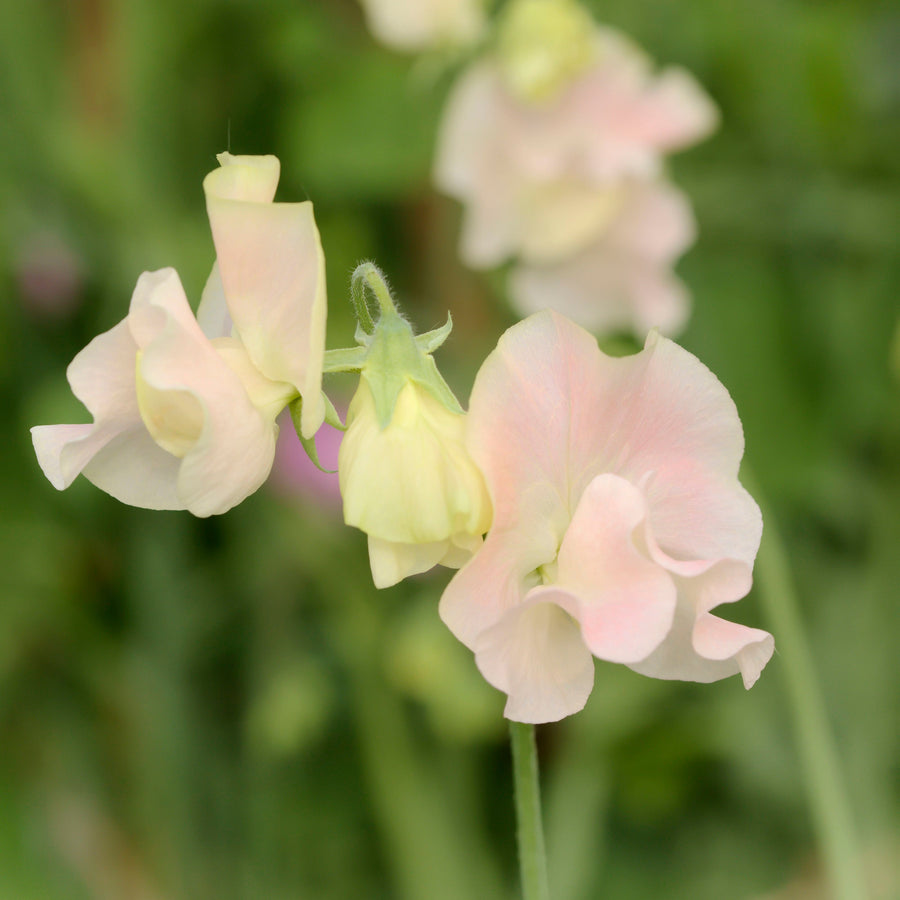 Sweet Pea Flower Seeds – Veggie & Flower Garden Seeds