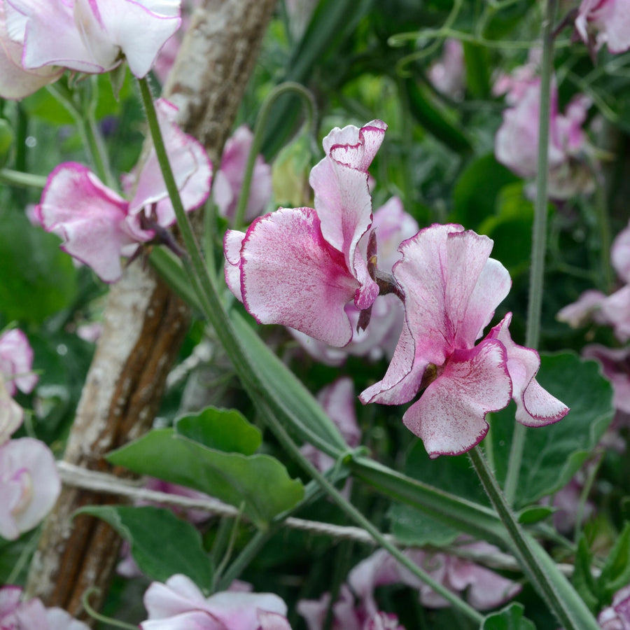 Sweet Pea Flower Seeds – Veggie & Flower Garden Seeds