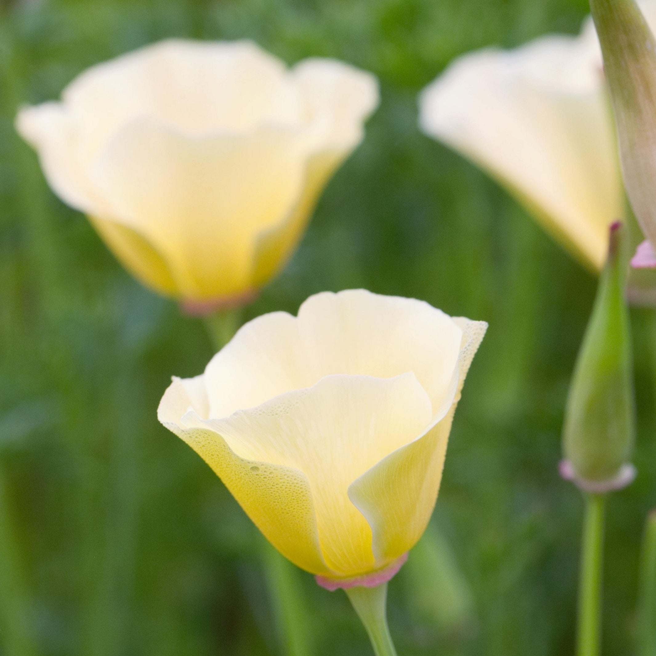 California Poppy Cream White Alba Flower | X 150 Seeds – Veggie ...