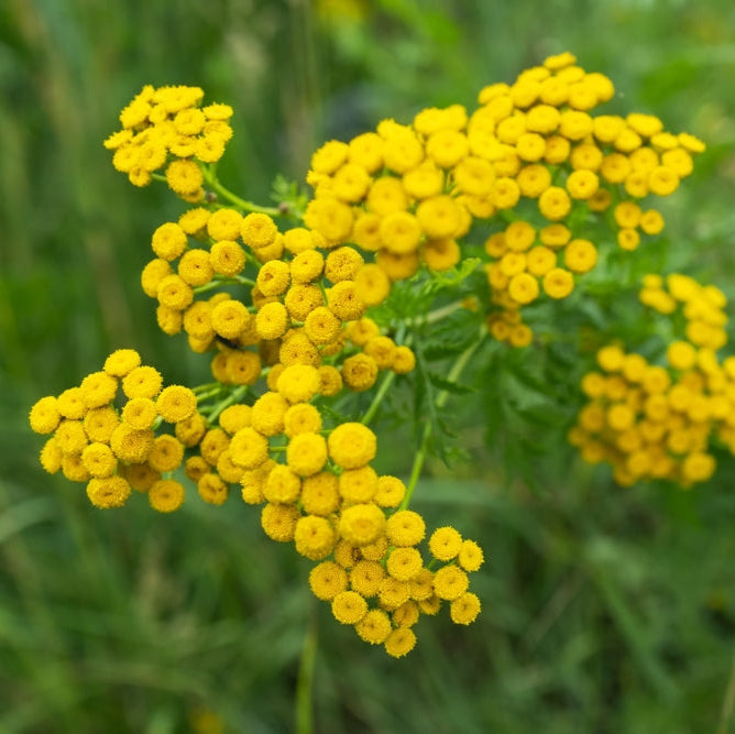 Tansy Flower | X 400 Seeds – Veggie & Flower Garden Seeds