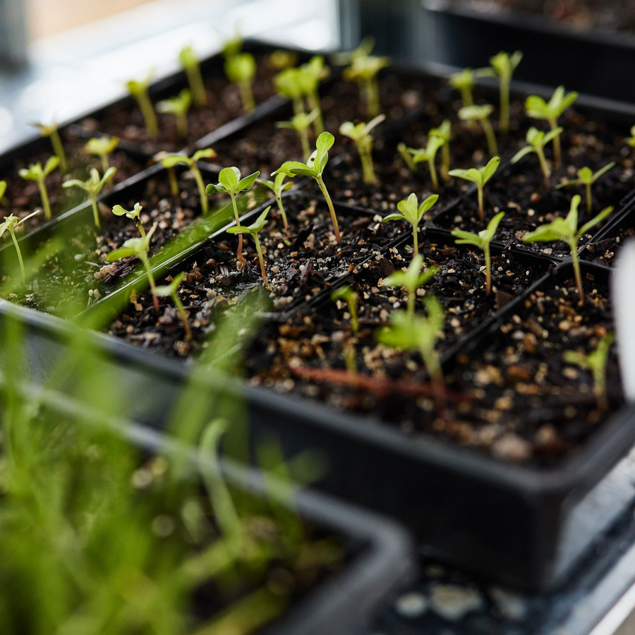 Spring Seed Sowing In Australia – Veggie & Flower Garden Seeds