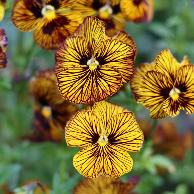 Viola Flower Seeds – Veggie & Flower Garden Seeds