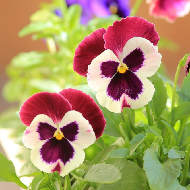 Viola Flower Seeds – Veggie & Flower Garden Seeds