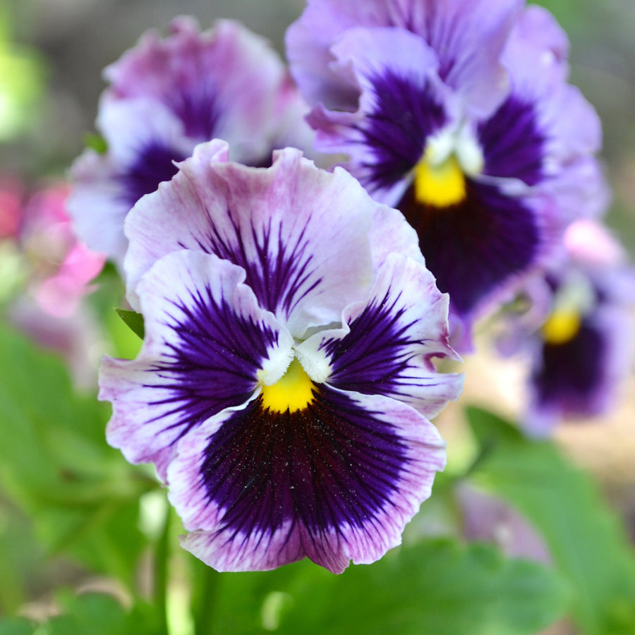 Viola Flower Seeds – Veggie & Flower Garden Seeds
