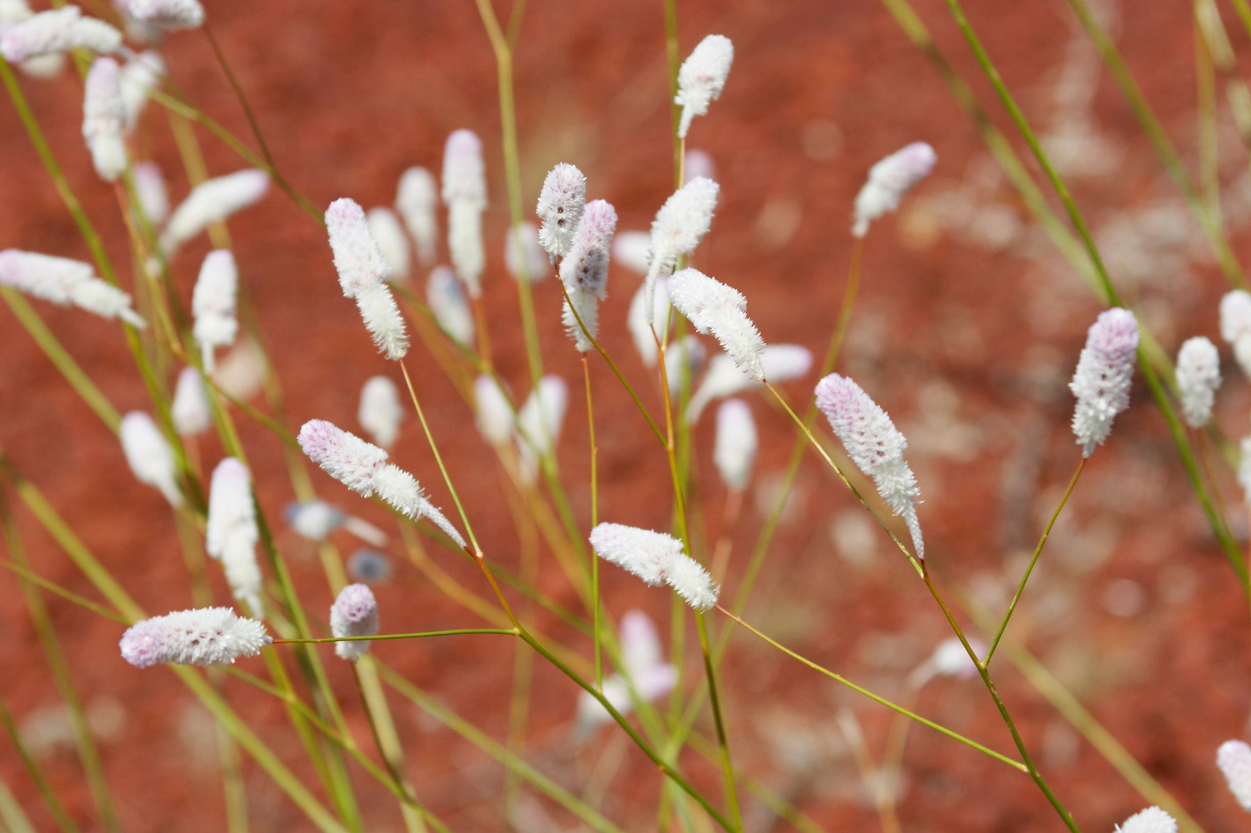 Weeping Mulla Mulla Ptilotus calostachyus Australian Native | X 20 See ...