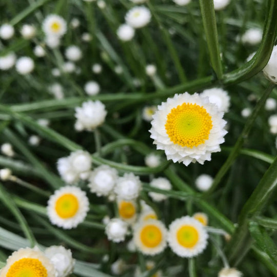 Winged Everlasting Ammobium Flower | X 50 Seeds – Veggie & Flower ...