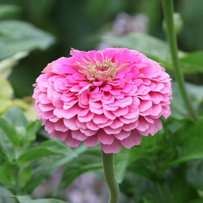 Flower Seeds – Page 2 – Veggie & Flower Garden Seeds