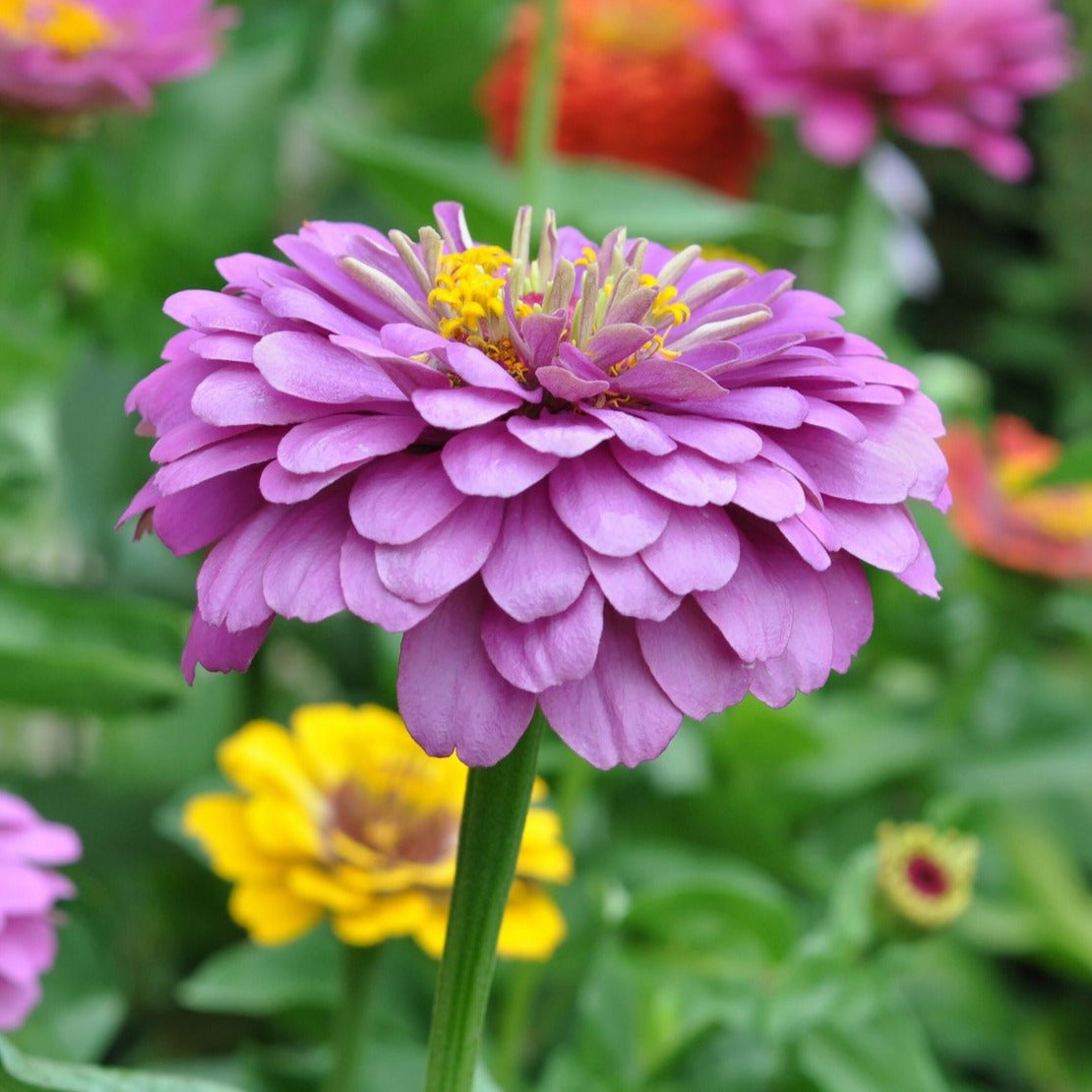 Zinnia Benary's Giant Lilac Flower | X 30 Seeds – Veggie & Flower ...