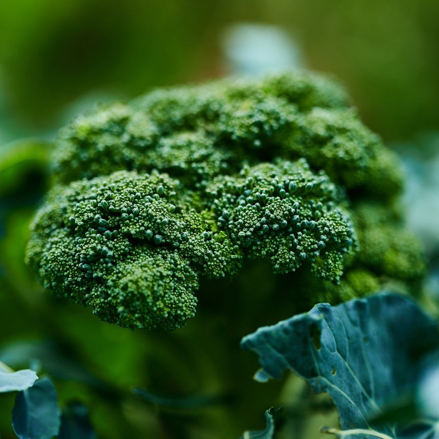 Broccoli Seeds – Veggie & Flower Garden Seeds
