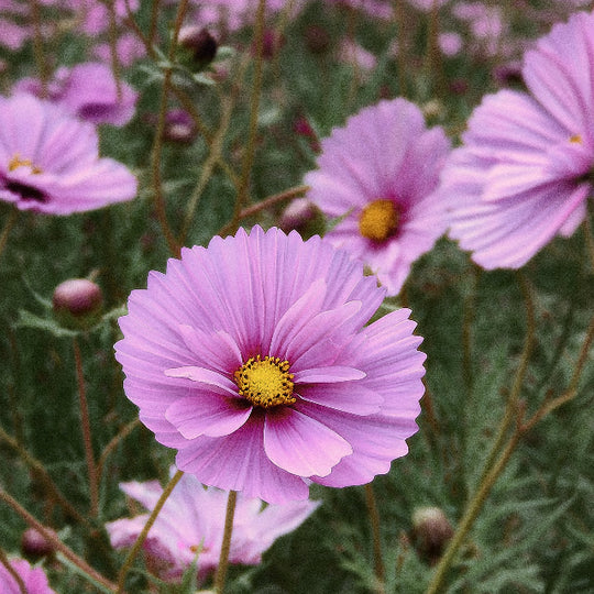 Flower Seeds – Veggie & Flower Garden Seeds