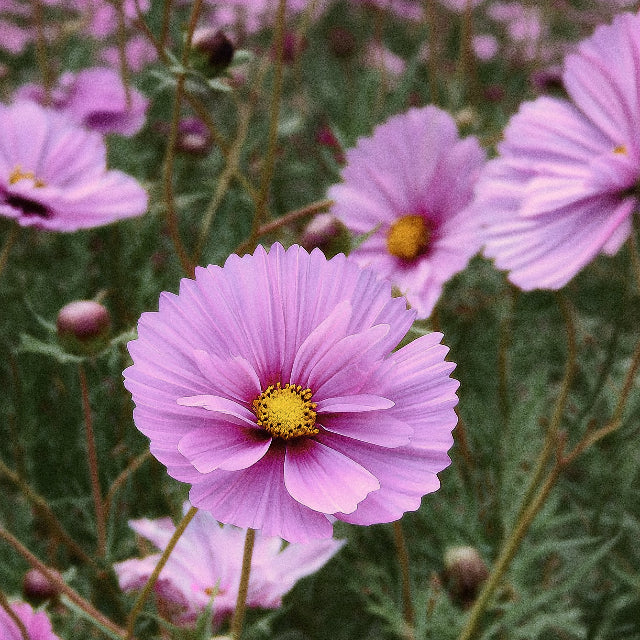 Flower Seeds – Veggie & Flower Garden Seeds