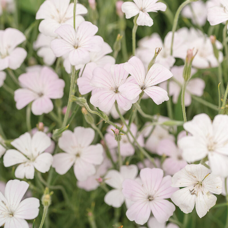 Corn Cockle Blossom Pearl Flower | X 100 Seeds – Veggie & Flower Garden ...