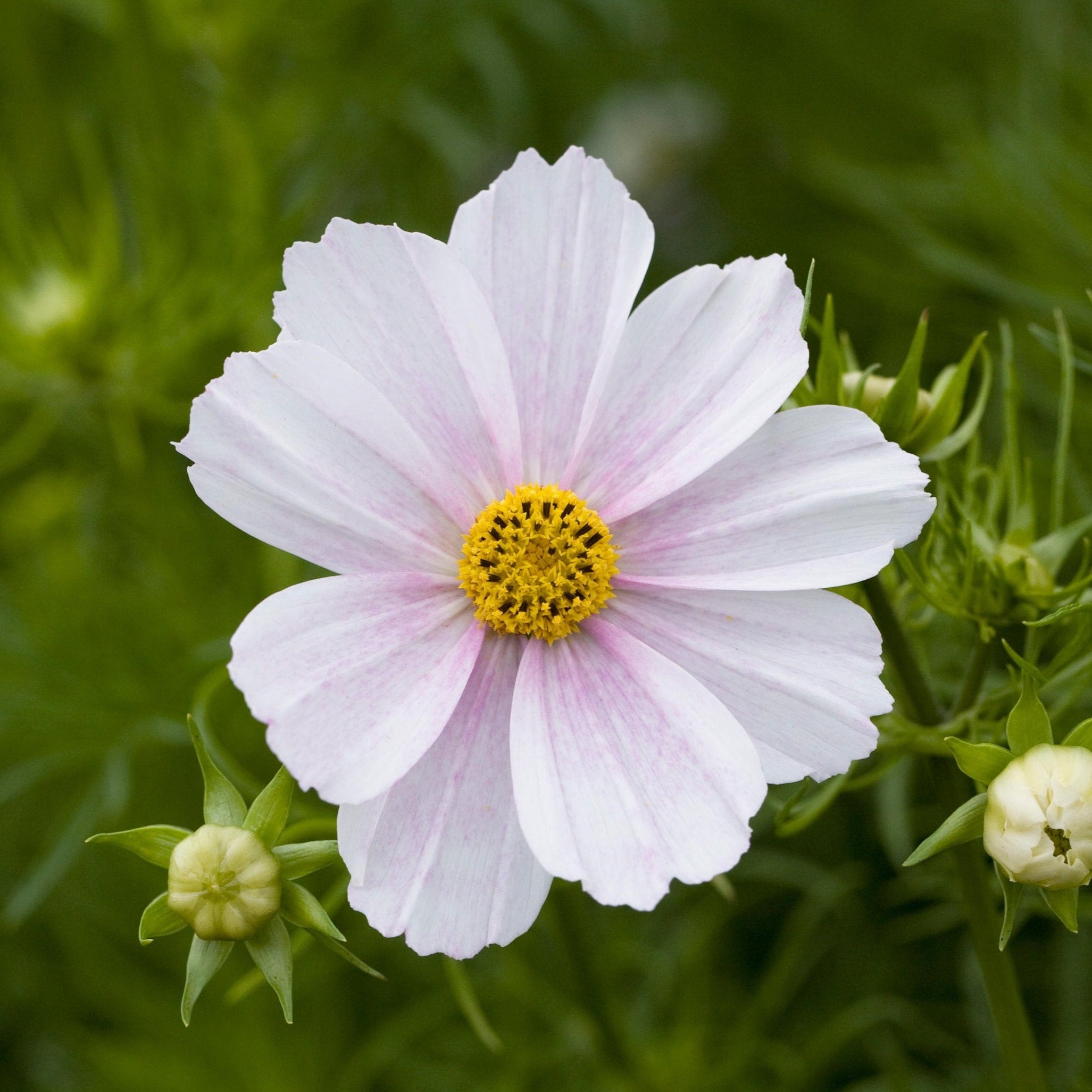 Cosmos Versailles Flush Flower | X 50 Seeds – Veggie & Flower Garden Seeds