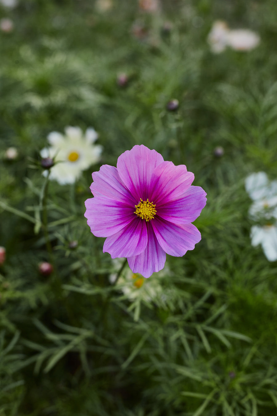 Cosmos Gloria Flower | X 50 Seeds – Veggie & Flower Garden Seeds