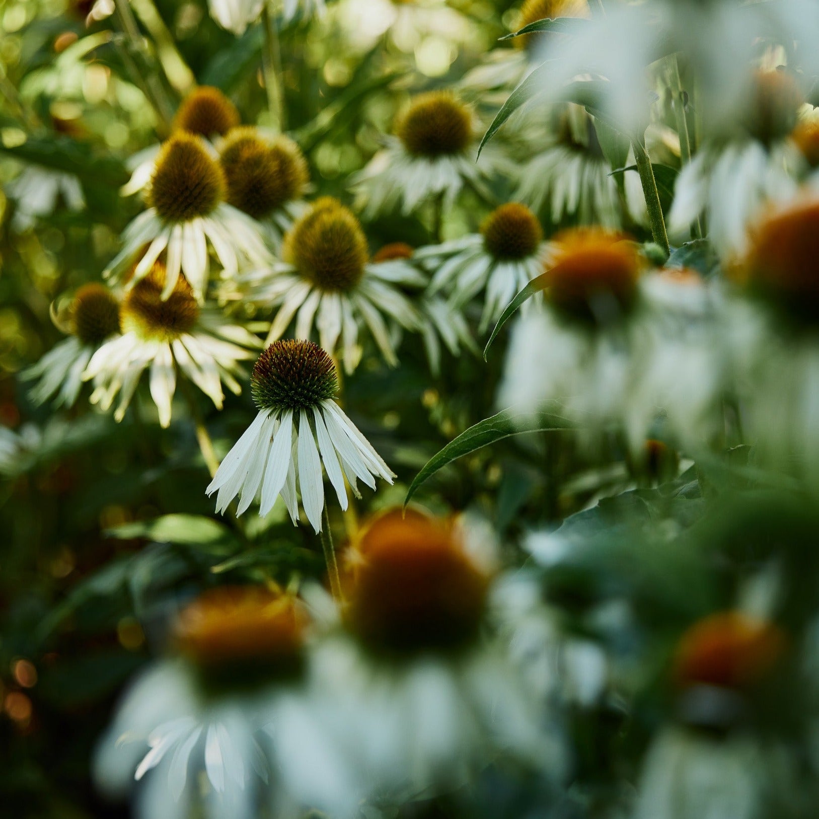 Echinacea White Swan Flower | X 40 Seeds – Veggie & Flower Garden Seeds