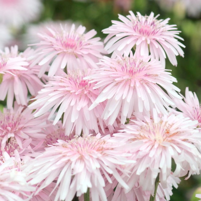 Pink + White Hawksbeard Crepis rubra Flower | X 100 Seeds – Veggie ...