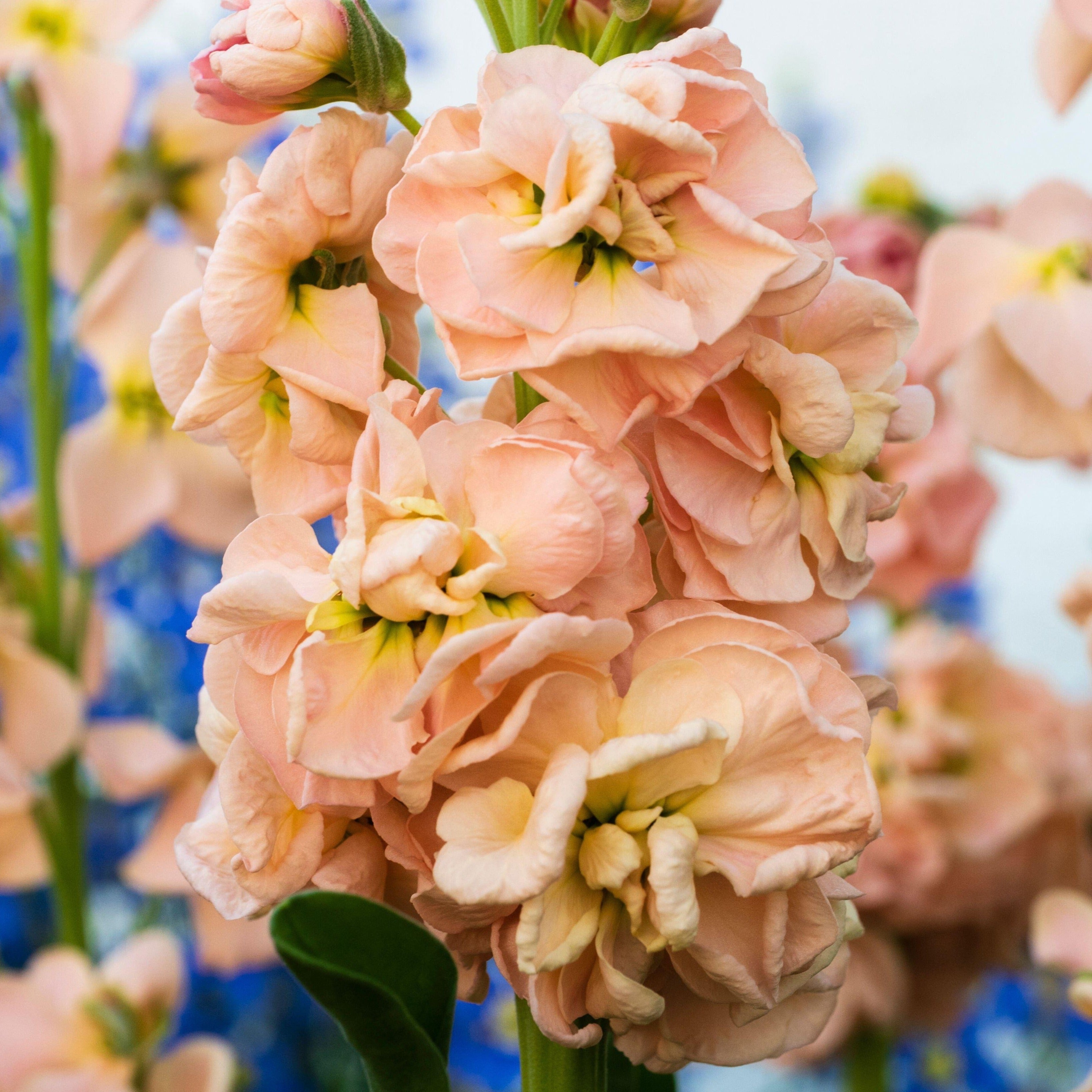 Stock Giant Column Apricot Flower | X 50 Seeds – Veggie & Flower Garden ...