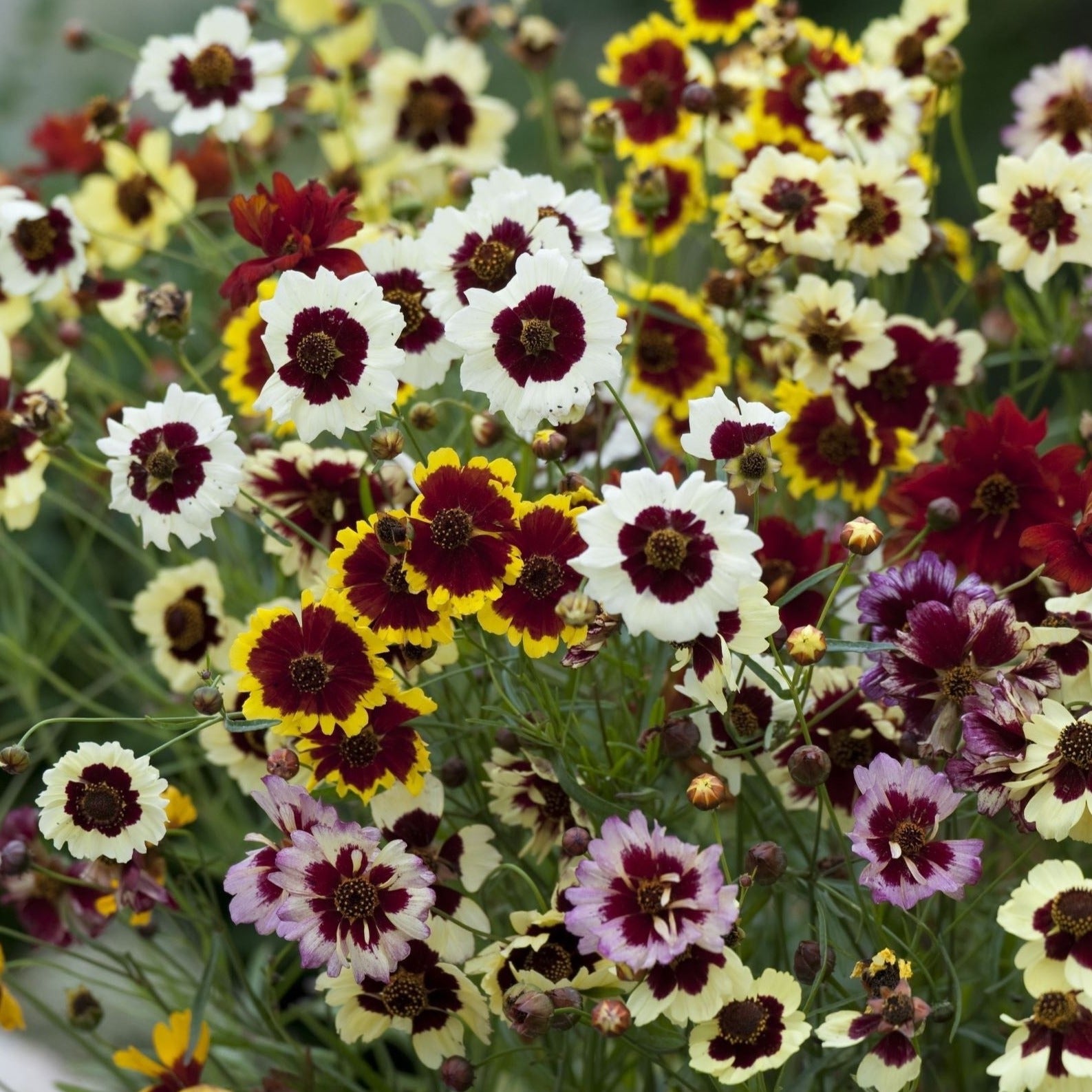 Coreopsis Hybrida Incredible Tall Mix Flower | X 50 Seeds (NOT TO WA ...