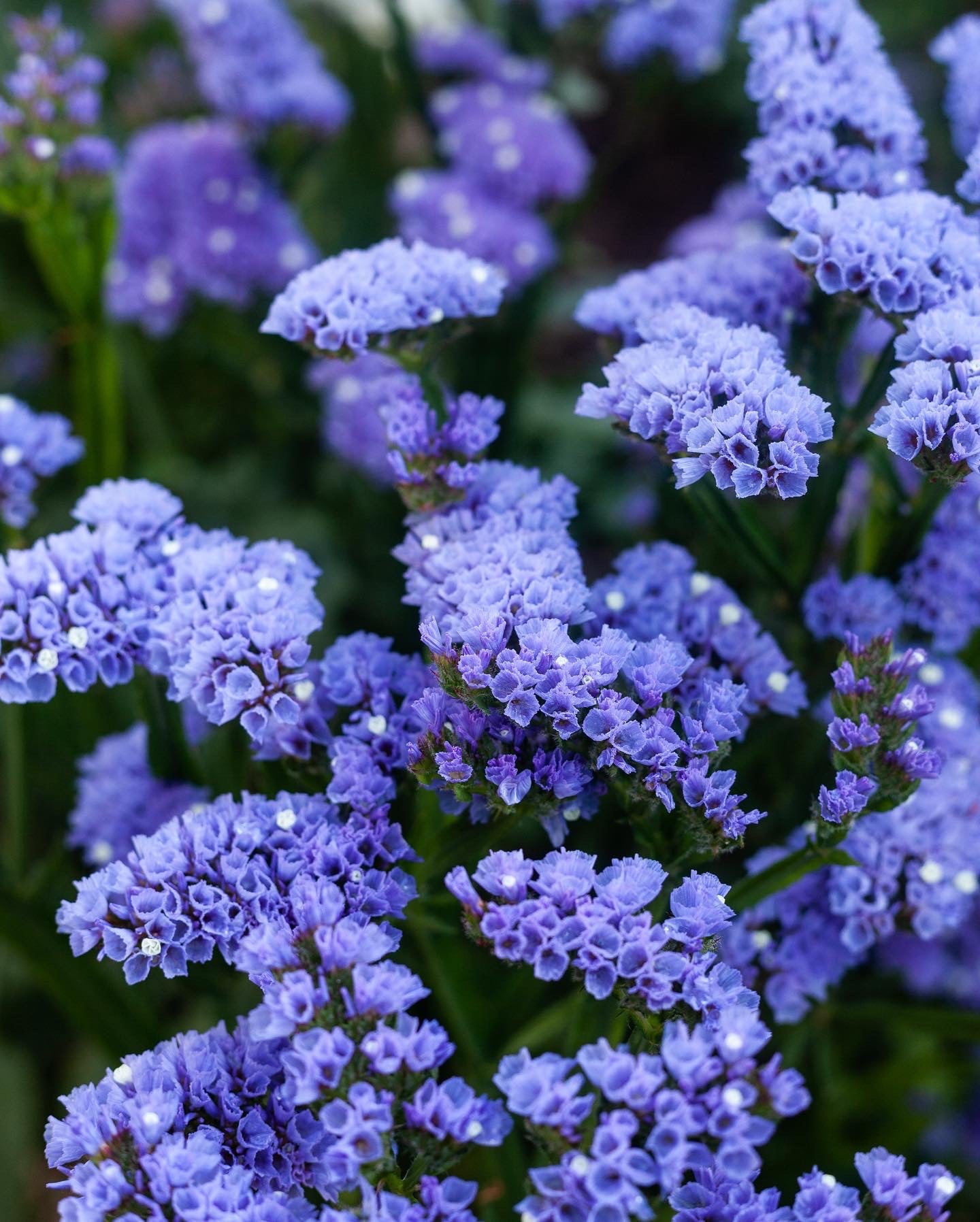 Statice Midnight Blue Flower | X 50 Seeds – Veggie & Flower Garden Seeds