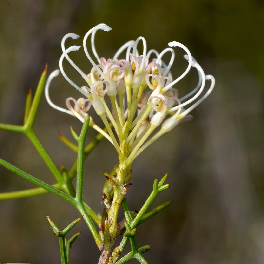 Grevillea teretifolia Round Leaf Australian Native | X 5 Seeds – Veggie ...